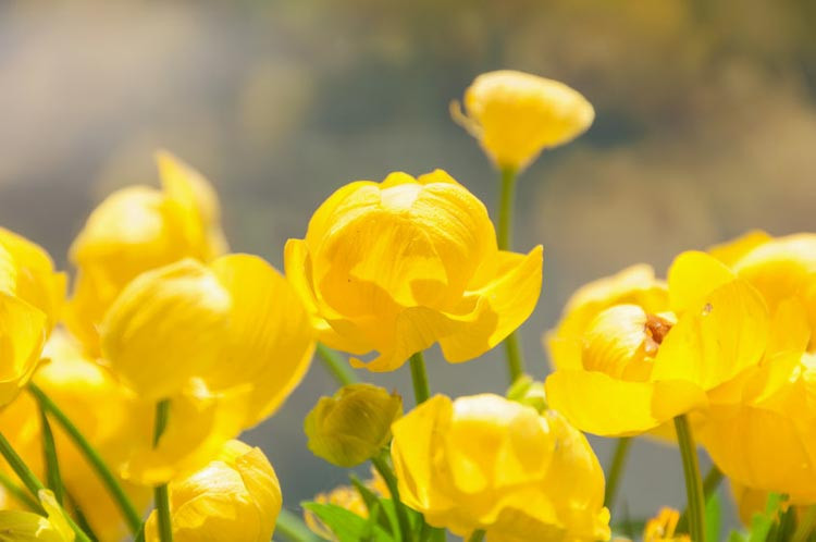 Trollius europaeus (Globe Flower)