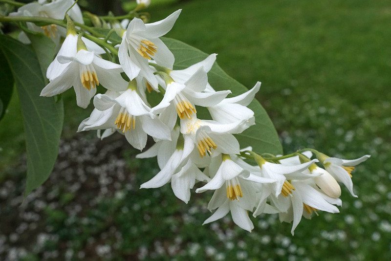 Styrax obassia (Fragrant Snowbell)