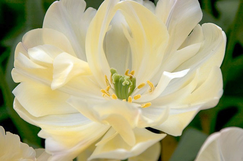 Tulipa 'Creme Upstar' (Double Late Tulip)