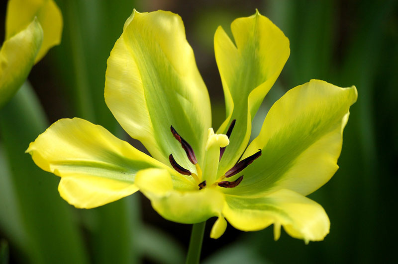 Tulipa 'Yellow Springgreen' (Viridiflora Tulip)
