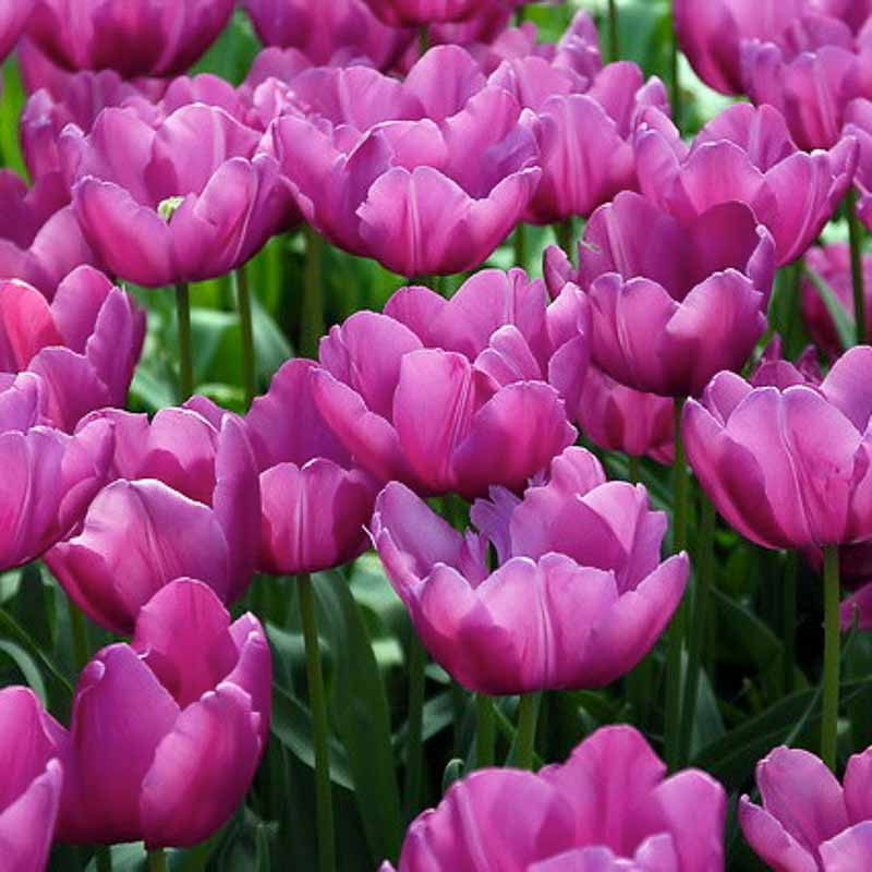 Tulipa 'Purple Prince' (Single Early Tulip)