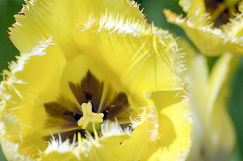 Tulipa 'Fringed Elegance' (Fringed Tulip)