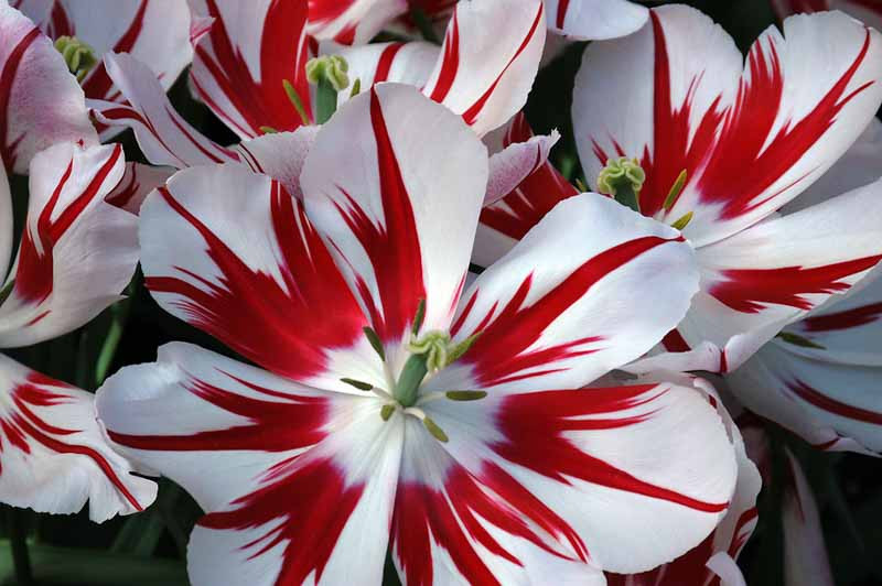 Tulipa 'Ice Follies' (Triumph Tulip)