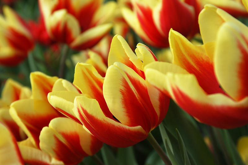 Tulipa 'Jan Seignette' (Triumph Tulip)