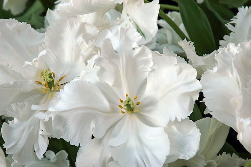 Tulipa 'Super Parrot' (Parrot Tulip)