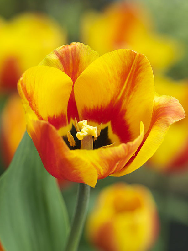 Tulipa 'Flair' (Single Early Tulip)