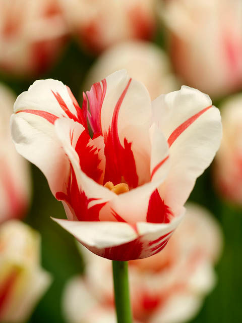 Tulipa 'Sorbet' (Single Late Tulip)