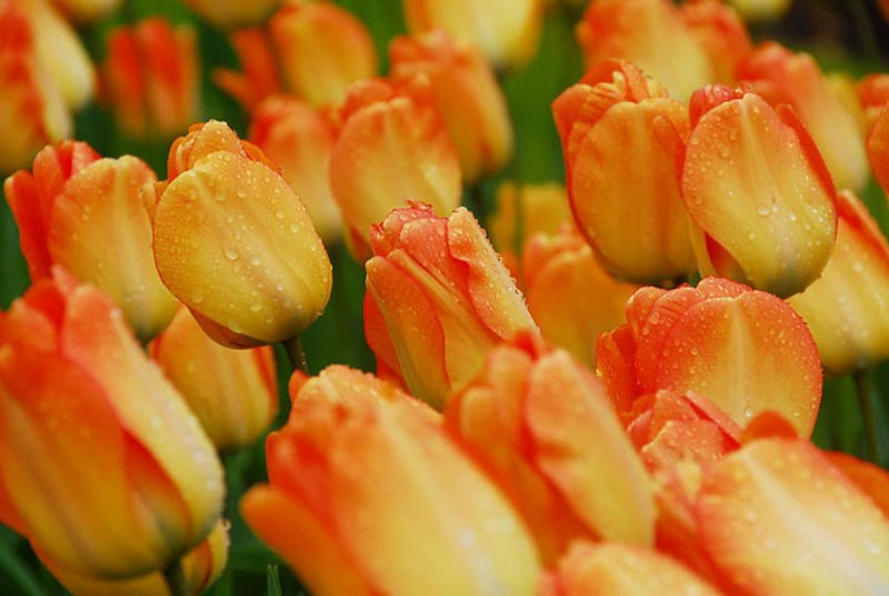 Tulipa 'Daydream' (Darwin Hybrid Tulip)
