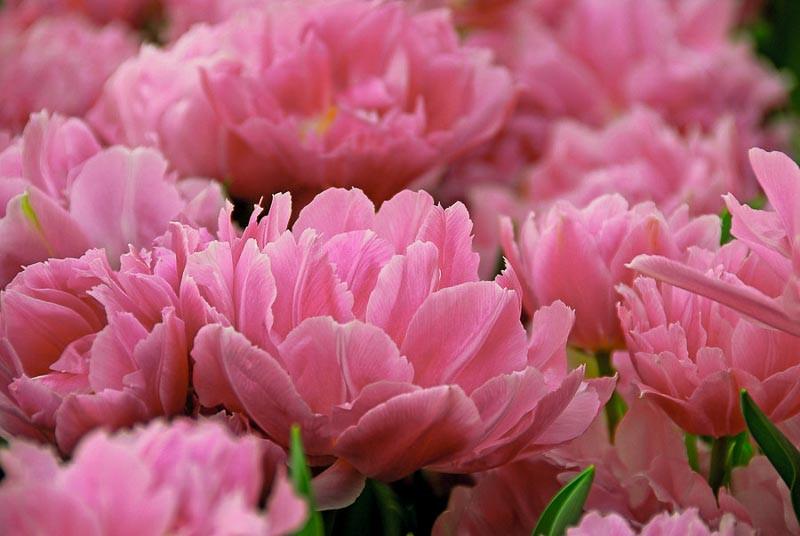 Tulipa 'Double Price' (Double Early Tulip)