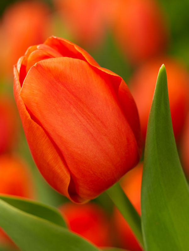 Tulipa 'Prins Willem Alexander' (Triumph Tulip)
