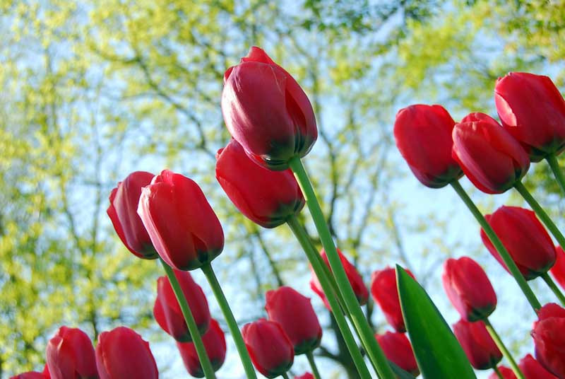 Tulipa 'Acropolis' (Darwin Hybrid Tulip)