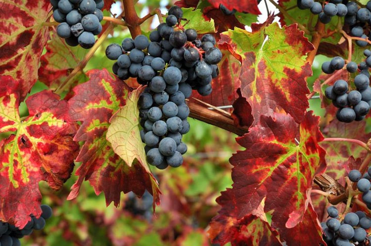Vitis 'Brant' (Grape Vine)