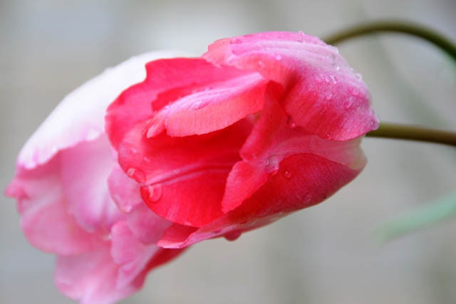 Tulipa 'Gander's Rhapsody' (Triumph Tulip)