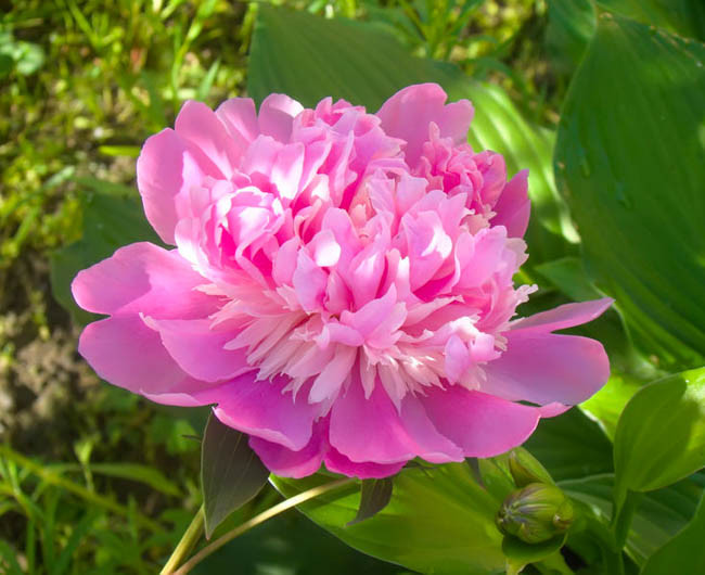 Paeonia 'Pink Derby' (Peony)