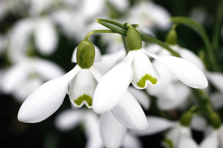 Galanthus 'S. Arnott' (Snowdrop)