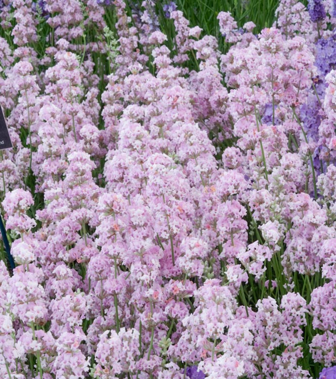 Lavandula angustifolia 'Rosea' (Lavender)