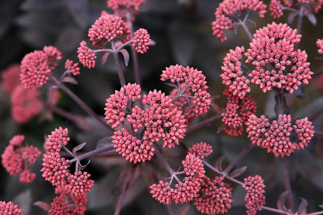 Sedum 'Jose Aubergine' (Stonecrop)