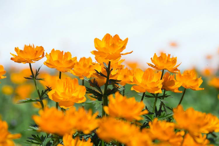 Trollius x cultorum 'Orange Princess' (Globe Flower)