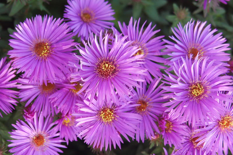 Aster 'Wood's Purple'