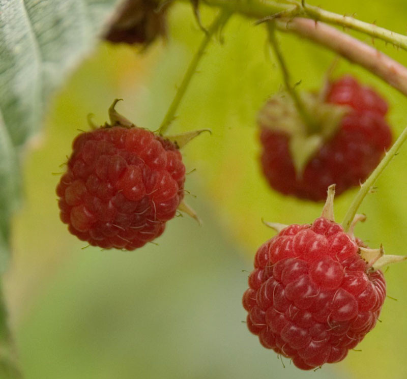 Rubus idaeus 'Caroline' (Everbearing Raspberry)