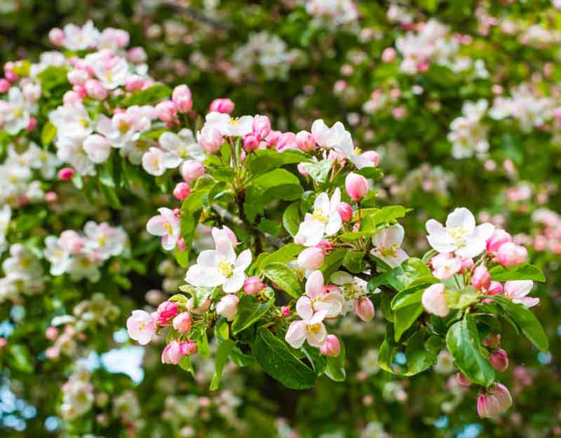 Malus 'Evereste' (Crabapple)