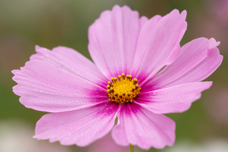 Cosmos bipinnatus 'Gloria'