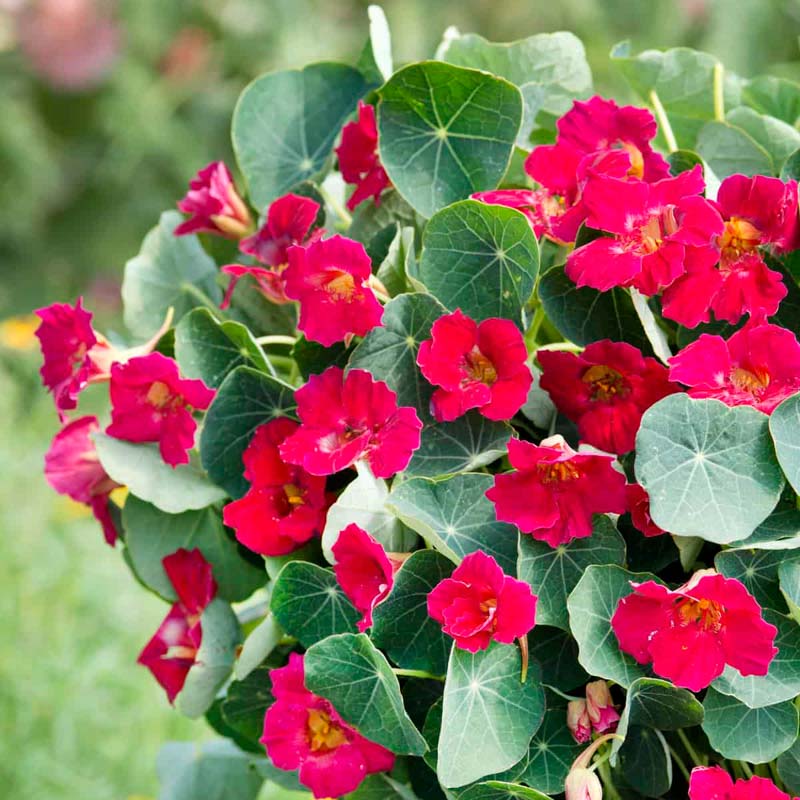 Tropaeolum minus 'Baby Rose' (Nasturtium)