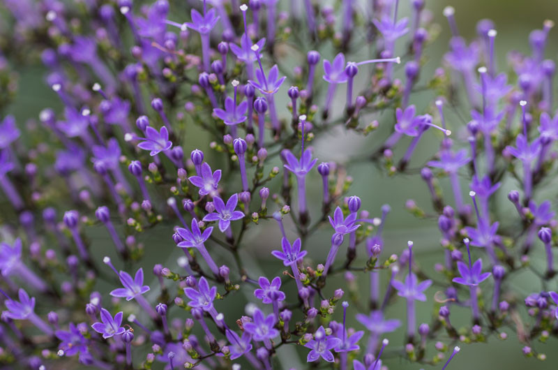 Trachelium caeruleum (Throatwort)