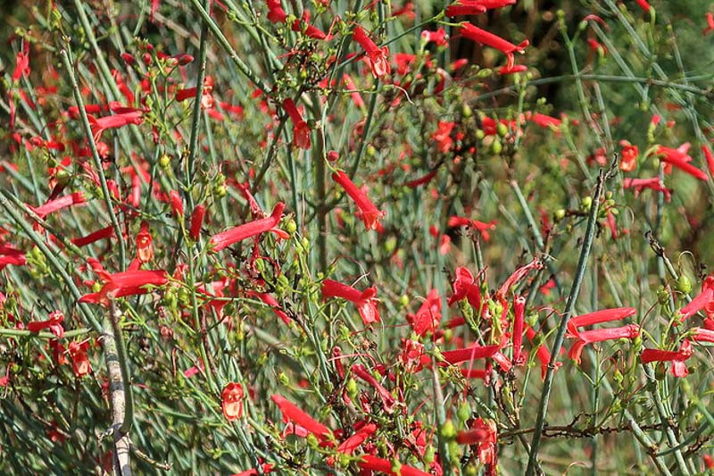 Galvezia juncea (Baja Bush Snapdragon)
