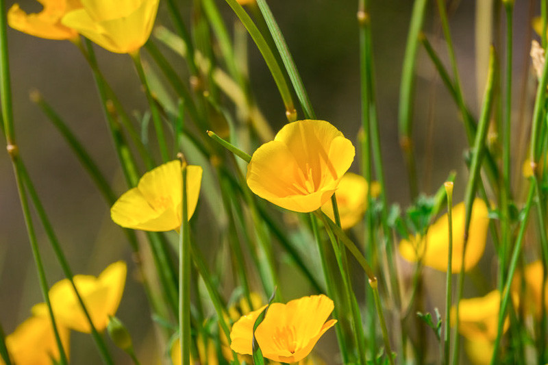 Eschscholzia caespitosa (Tufted Poppy)
