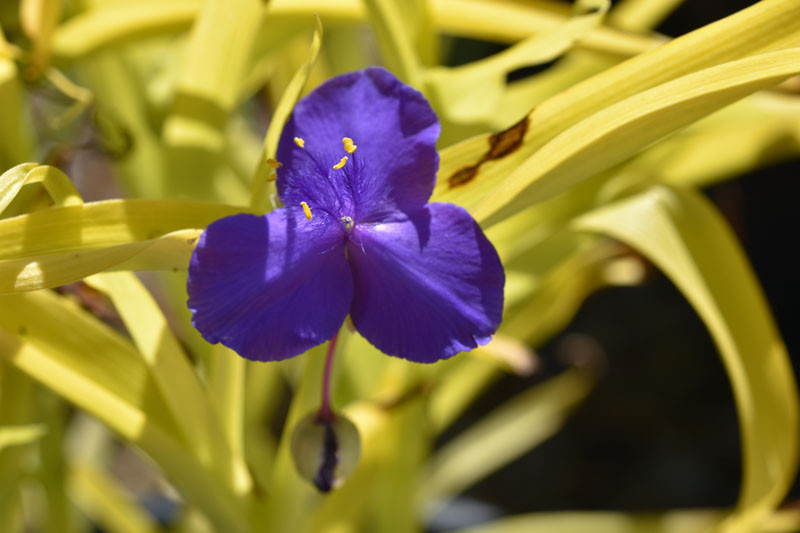 Tradescantia (Andersoniana Group) 'Sweet Kate' (Spider Lily)