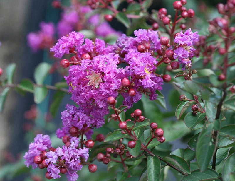 Lagerstroemia Infinitini® Purple (Crape Myrtle)