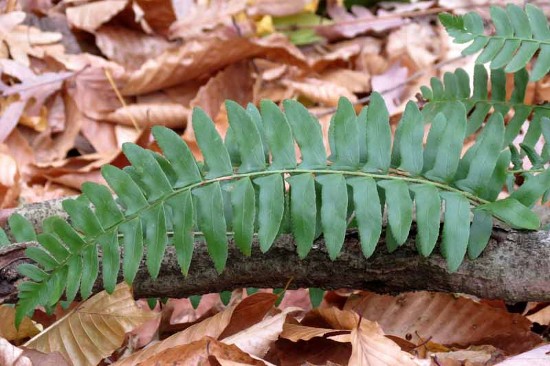 Polystichum acrostichoides (Christmas Fern)