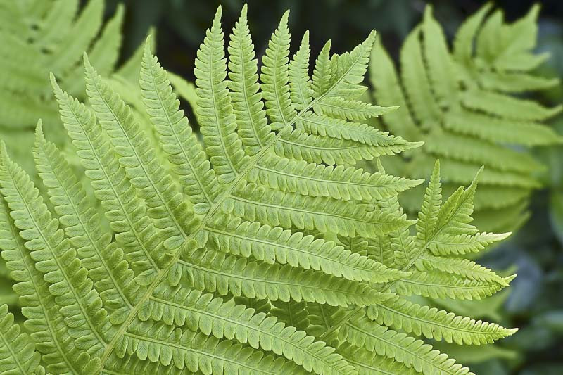 Athyrium filix-femina (Lady Fern)