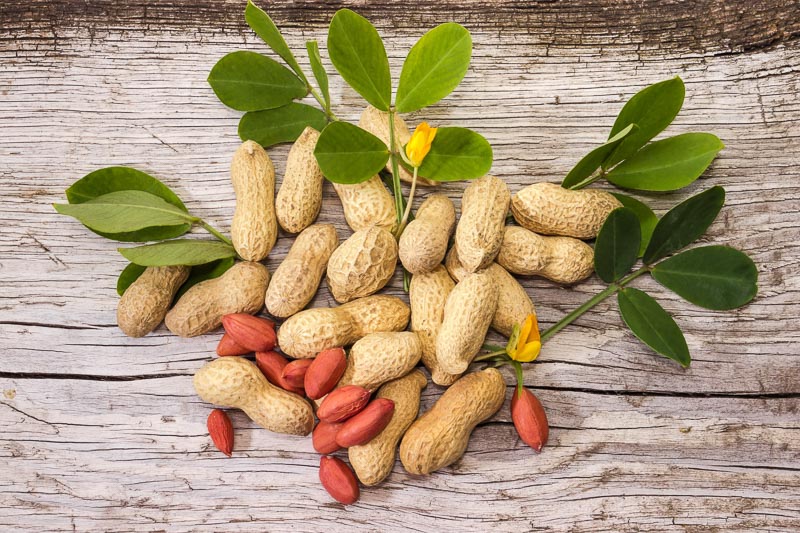 Peanuts (Arachis hypogaea)