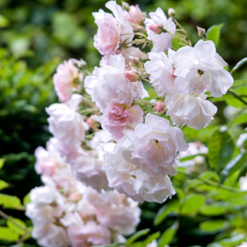 Rosa 'Penelope' (Hybrid Musk Rose)