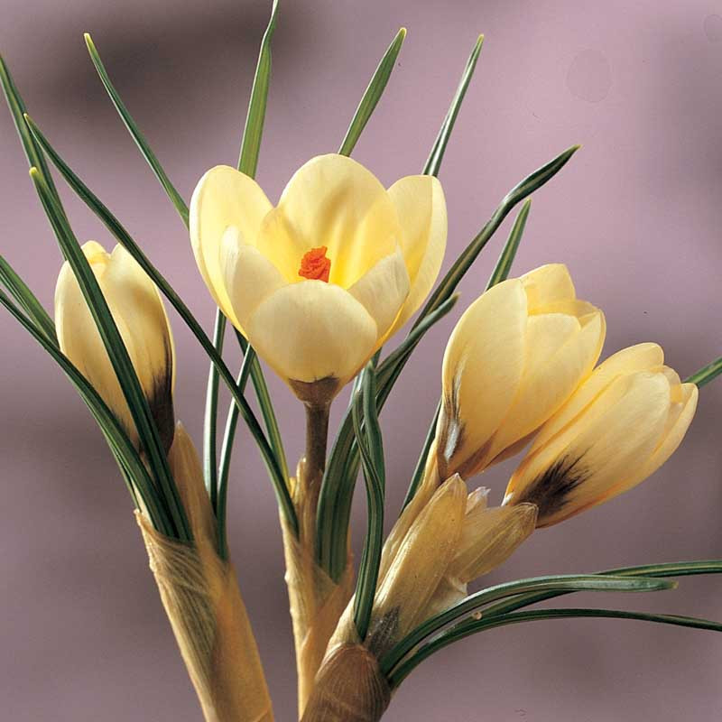 Crocus chrysanthus 'Cream Beauty' (Snow Crocus)