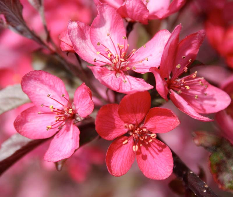 Malus Royal Raindrops® (Crabapple)