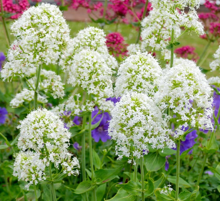Centranthus ruber 'Albus' (Red Valerian)