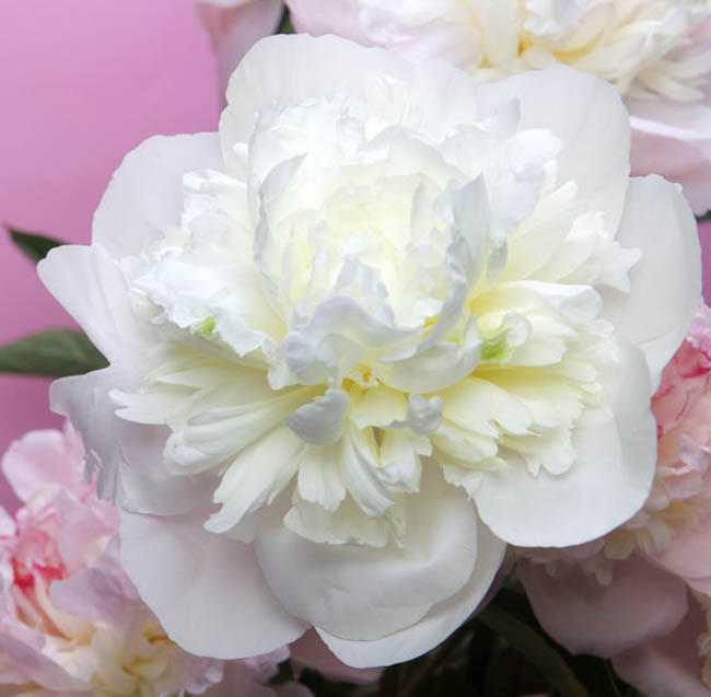 Paeonia lactiflora 'Duchesse de Nemours' (Peony)