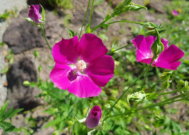 Callirhoe bushii (Bush's Poppy Mallow)