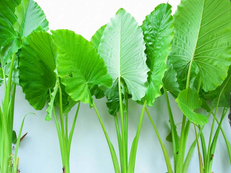 Alocasia macrorrhiza (Giant Taro)