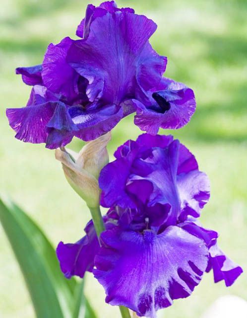 Iris 'Indigo Princess' (Bearded Iris)