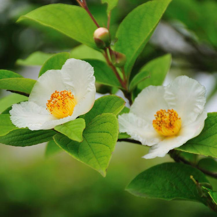 Stewartia pseudocamellia (Japanese Stewartia)