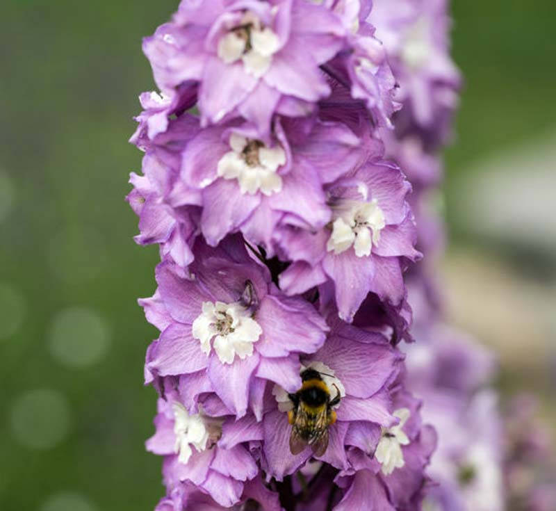 Delphinium 'Magic Fountain Lavender' (Candle Larkspur)