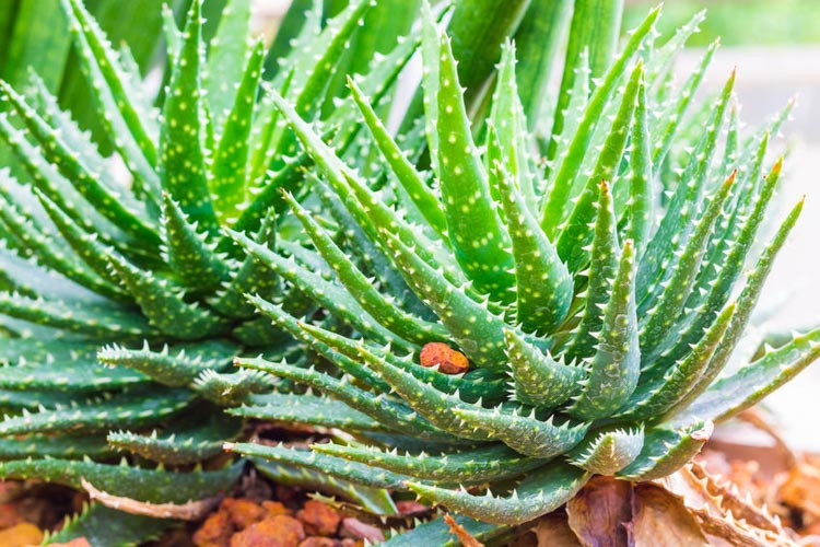 Aloe 'Crosby's Prolific'