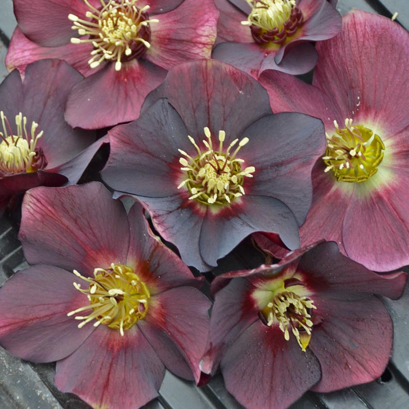 Helleborus 'Rome in Red' (Hellebore)