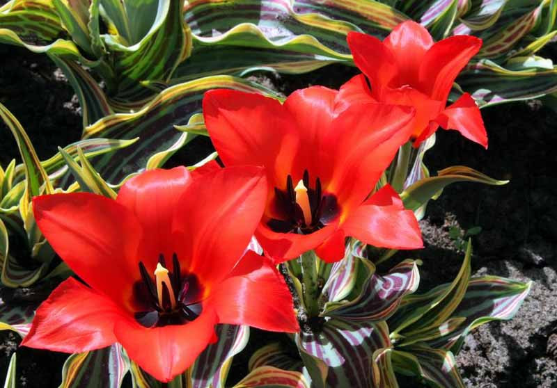 Tulipa 'Red Riding Hood' (Greigii Tulip)