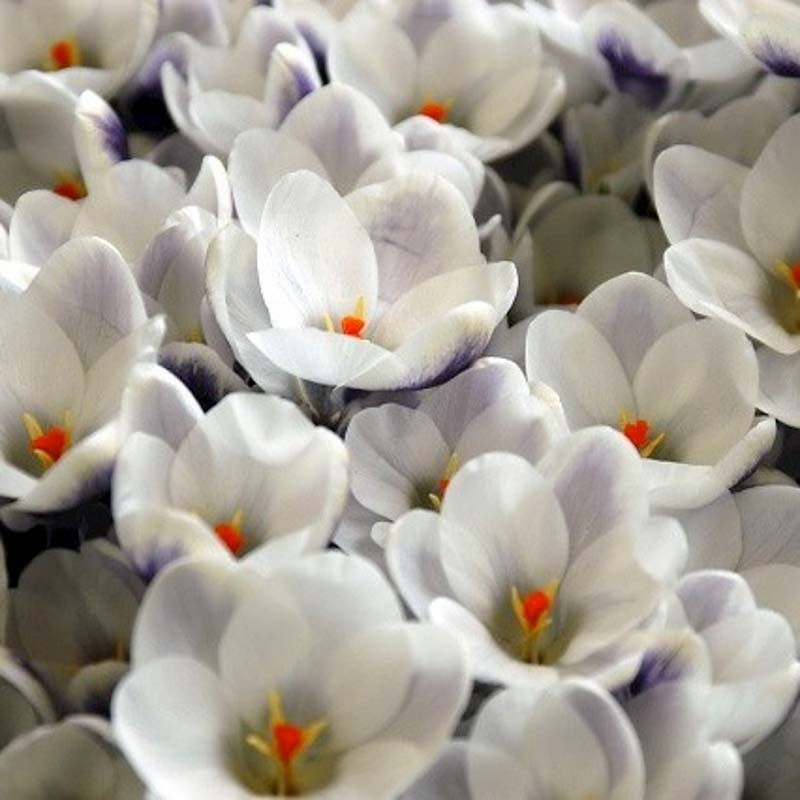 Crocus chrysanthus 'Prins Claus' (Snow Crocus)