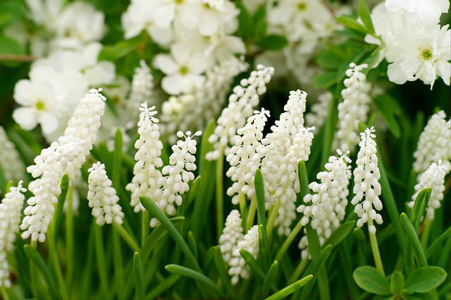 Muscari botryoides 'Album' (Pearls of Spain)